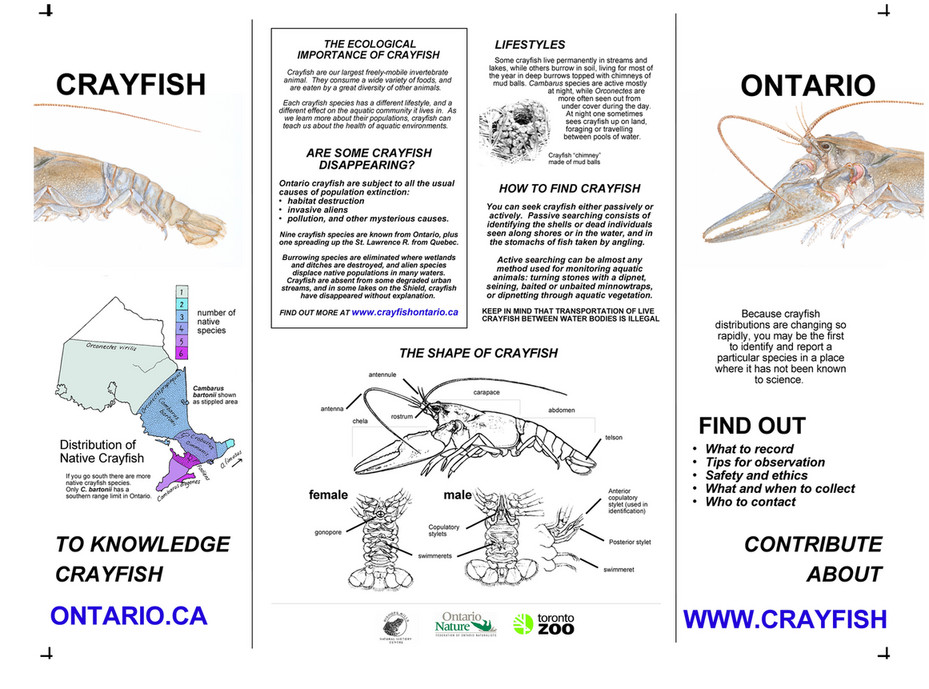 ON Nature magazine - Crayfish guide - Page 2
